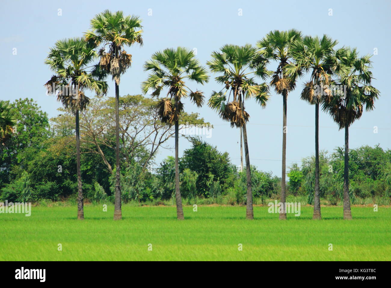 row of Palmyra Palm in wet paddy field. Rural thailand Stock Photo - Alamy