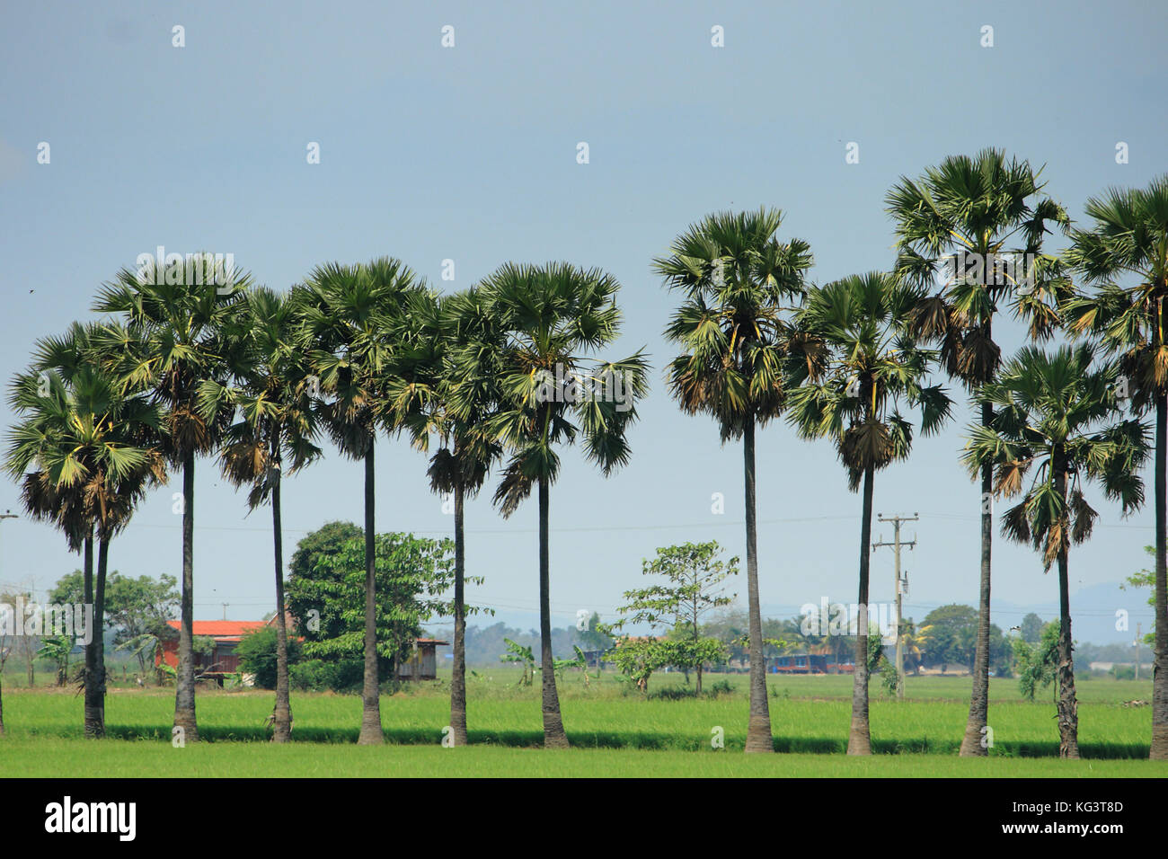 row of Palmyra Palm in wet paddy field. Rural thailand Stock Photo - Alamy