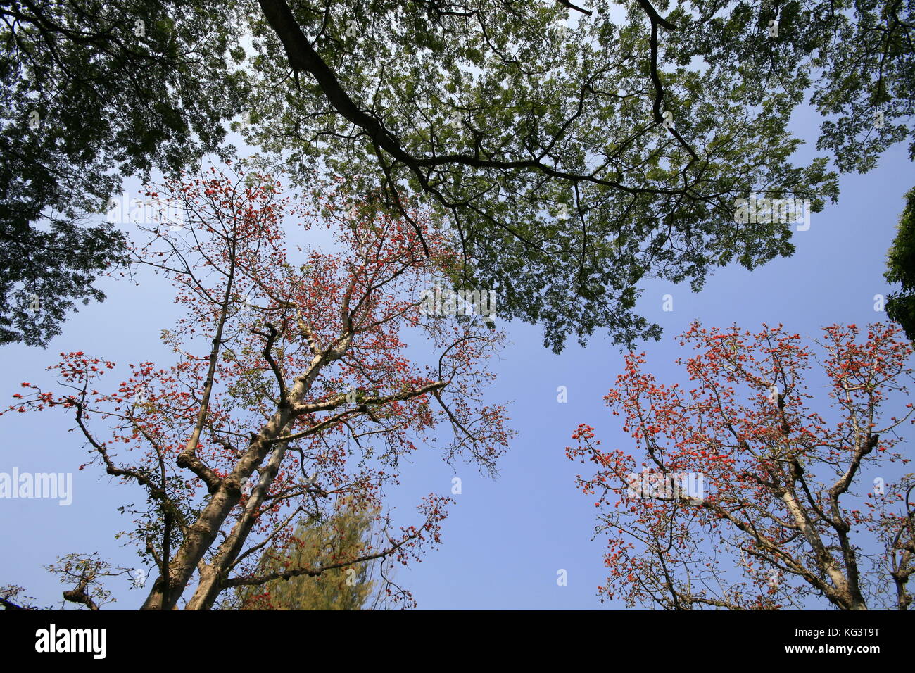 multi colors trees from bottom view. Green red and yellow color tree ...