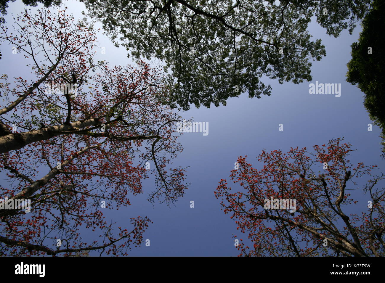 multi colors trees from bottom view. Green red and yellow color tree ...