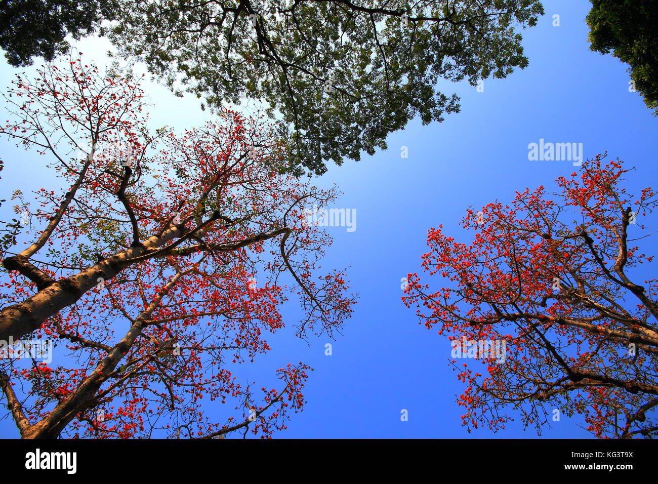 multi colors trees from bottom view. Green red and yellow color tree ...