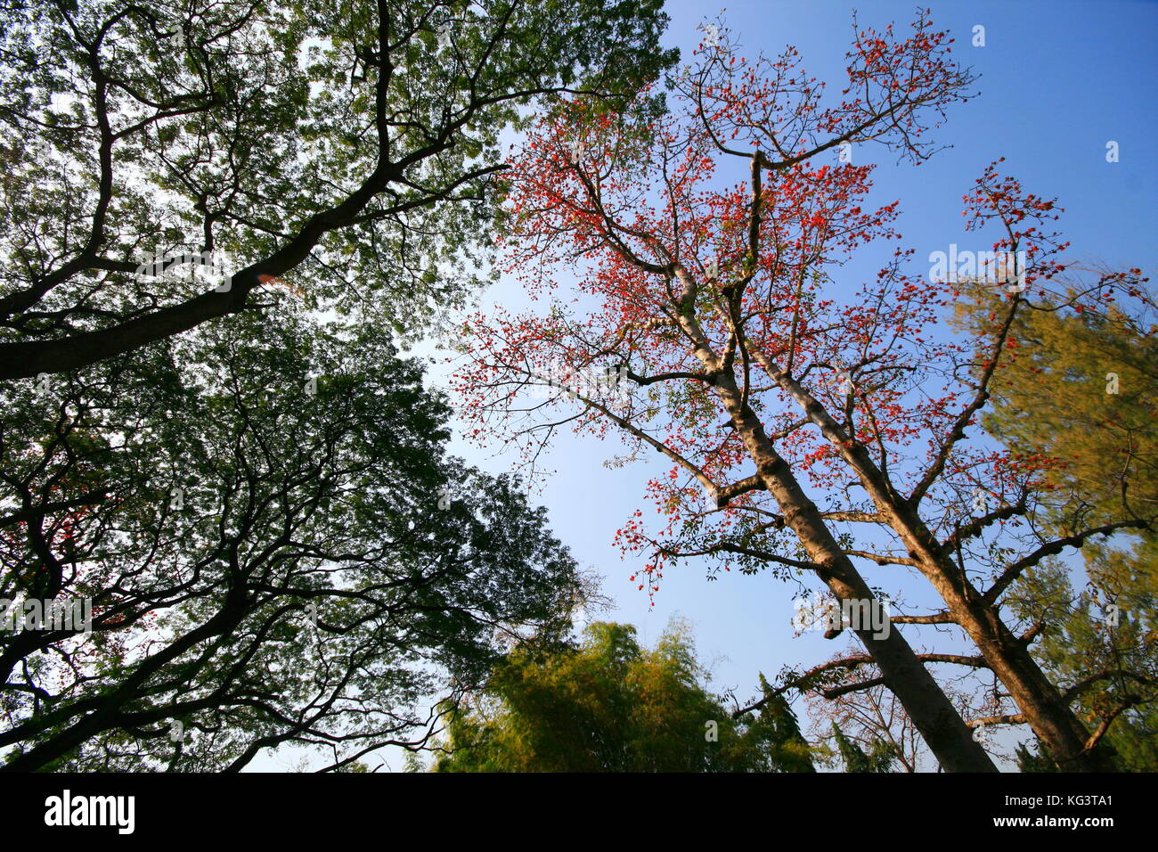 multi colors trees from bottom view. Green red and yellow color tree ...