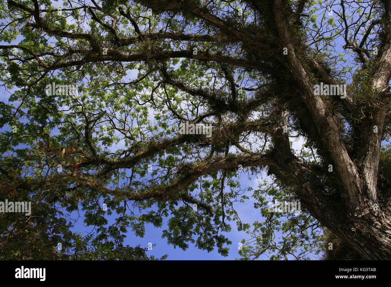 Samanea saman, Big rain tree Stock Photo - Alamy