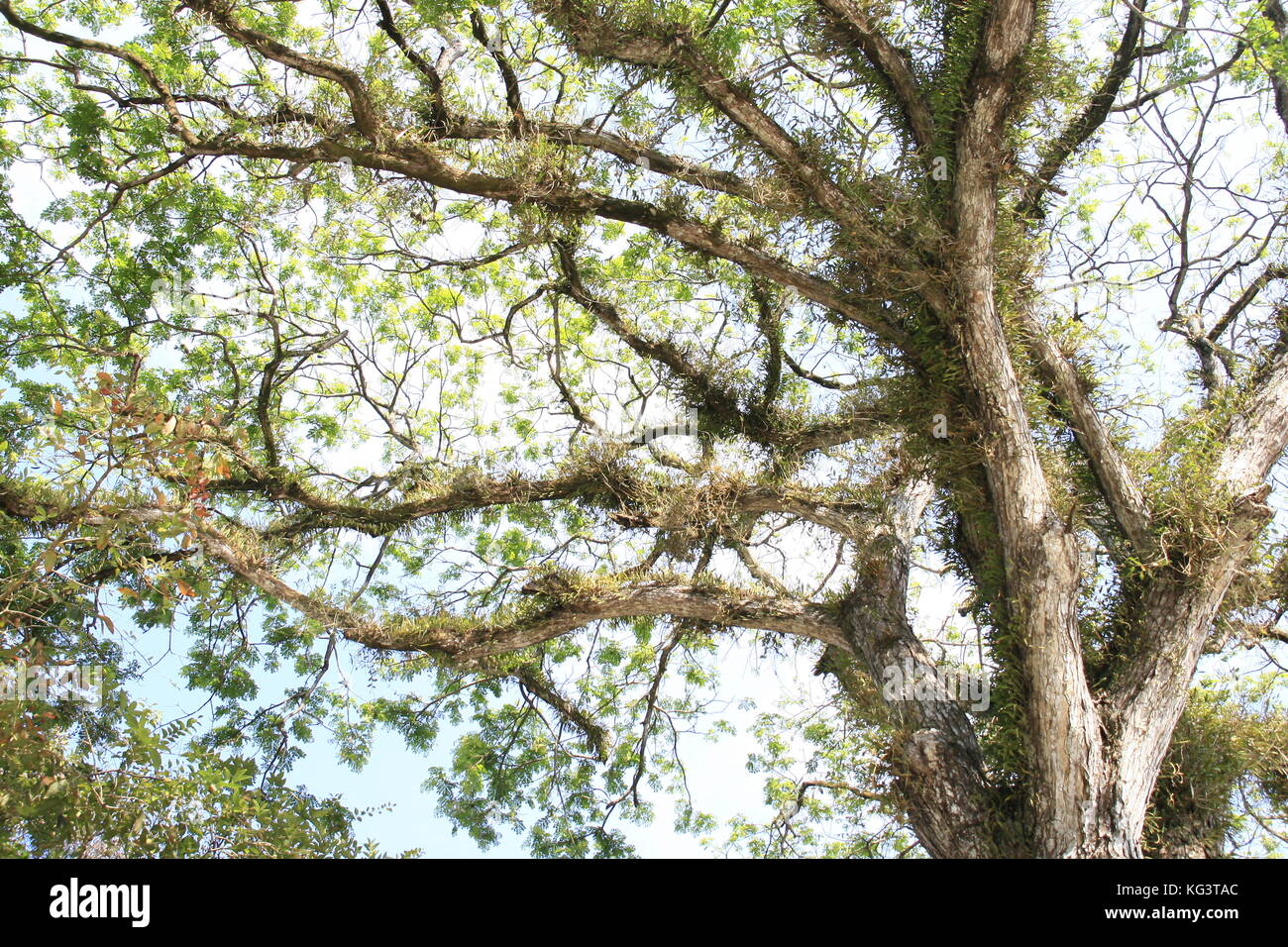 Samanea saman hi-res stock photography and images - Alamy