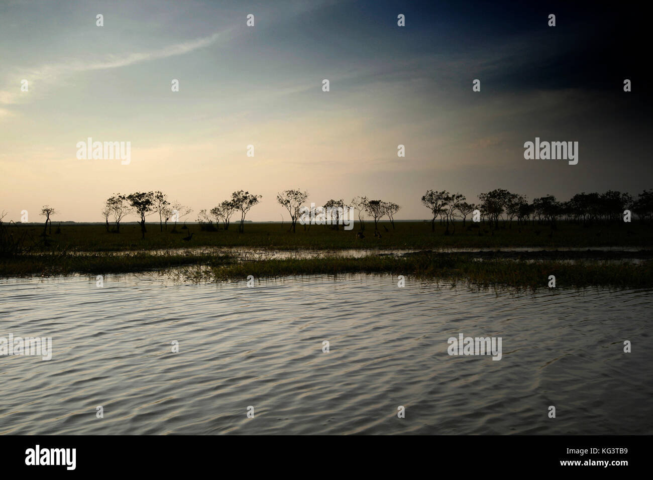 wood Boardwalk path in natural study trail in Ceriops tagal, mangrove ...