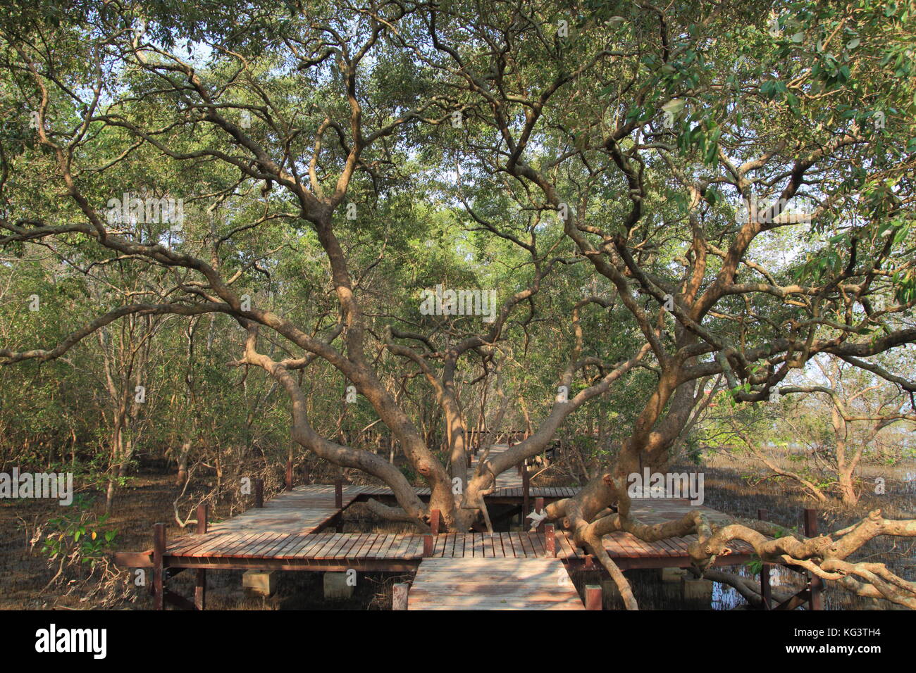 Avicennia officinalis. giant specimen Avicennia alba wetland tree. in a ...