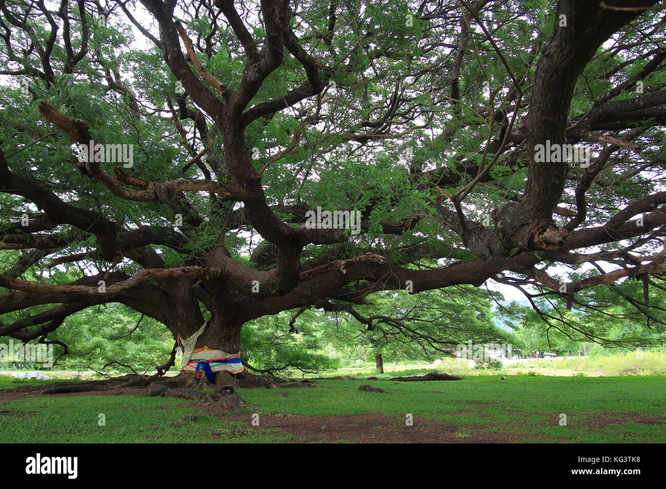 Samanea saman, Big rain tree Stock Photo - Alamy
