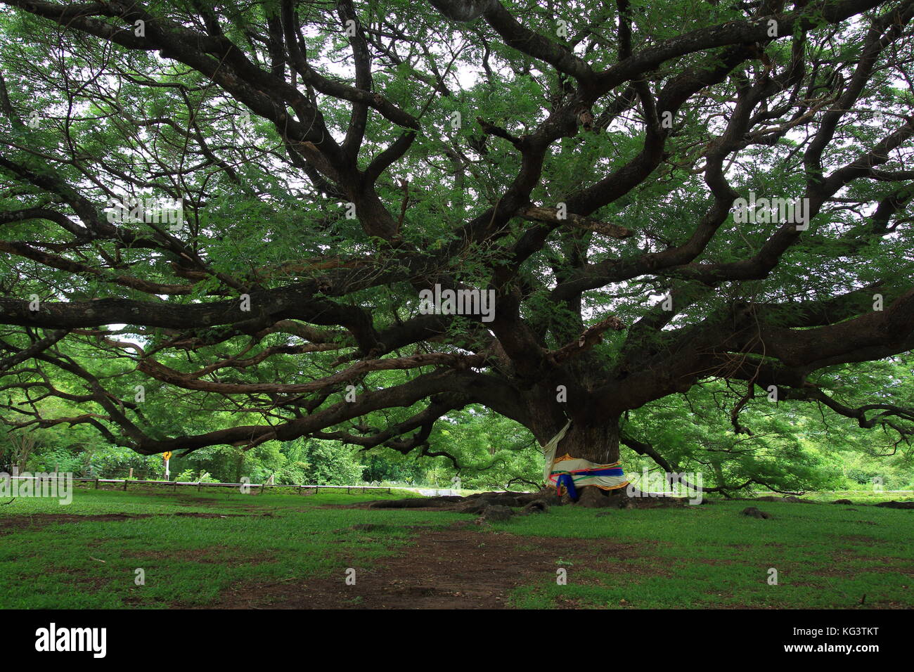 Saman samanea hi-res stock photography and images - Alamy