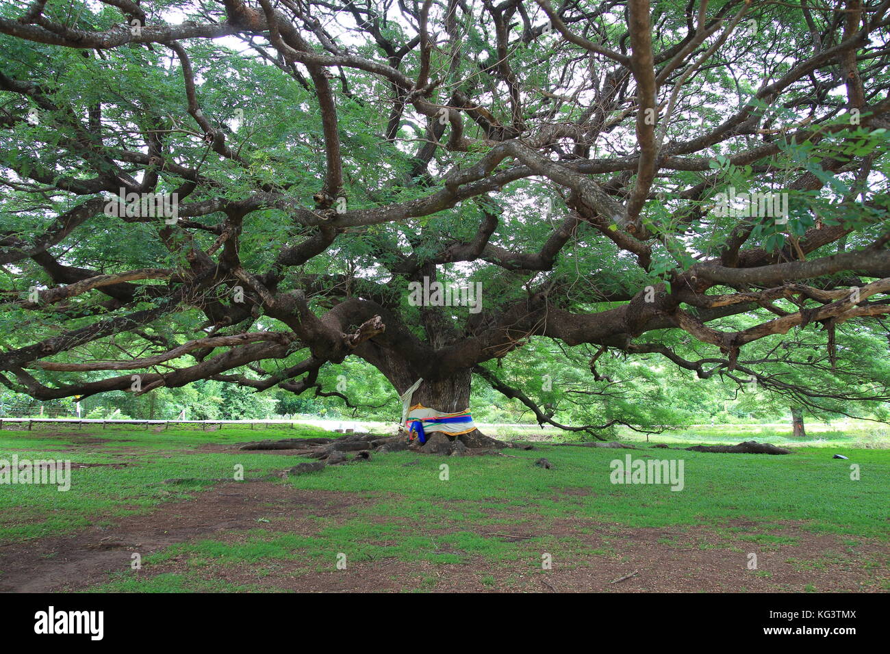 Samanea saman, Big rain tree Stock Photo - Alamy