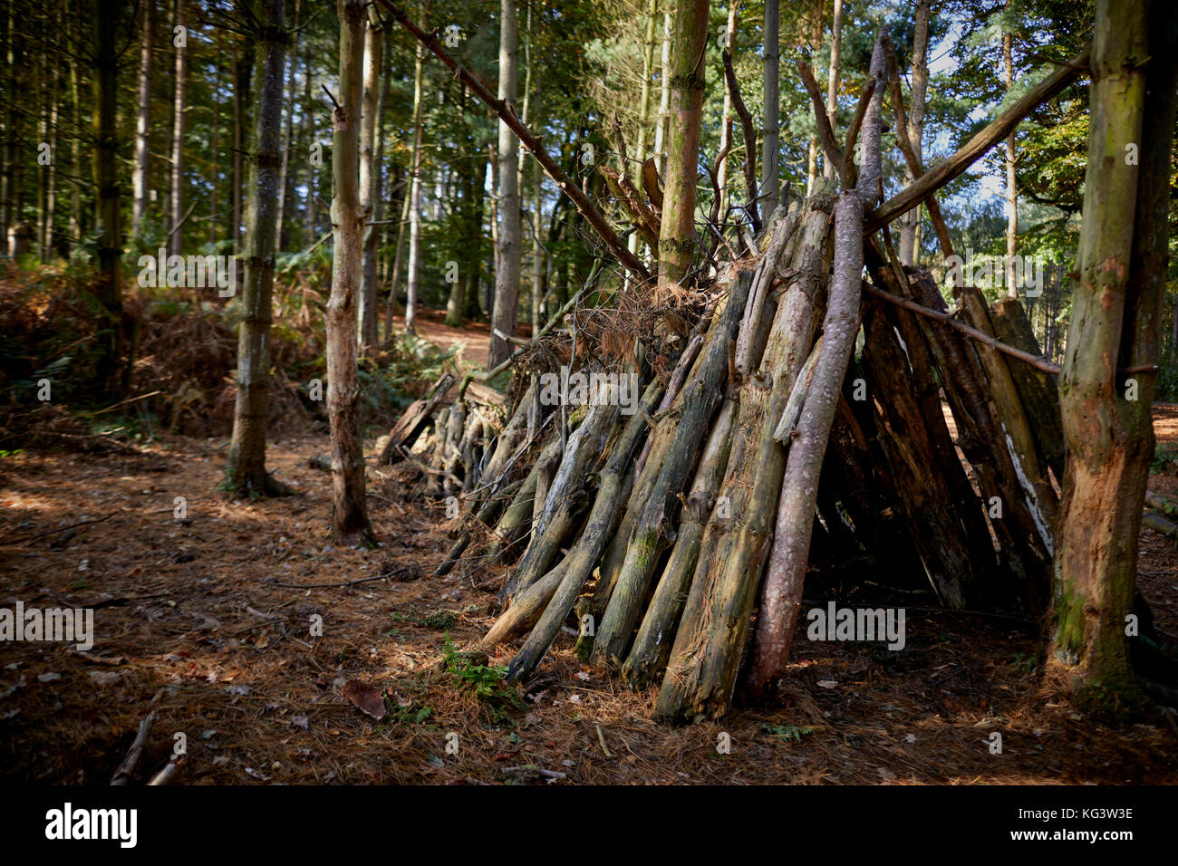 Den at Forestry Commission managed Delamere Forest Park large wood near ...