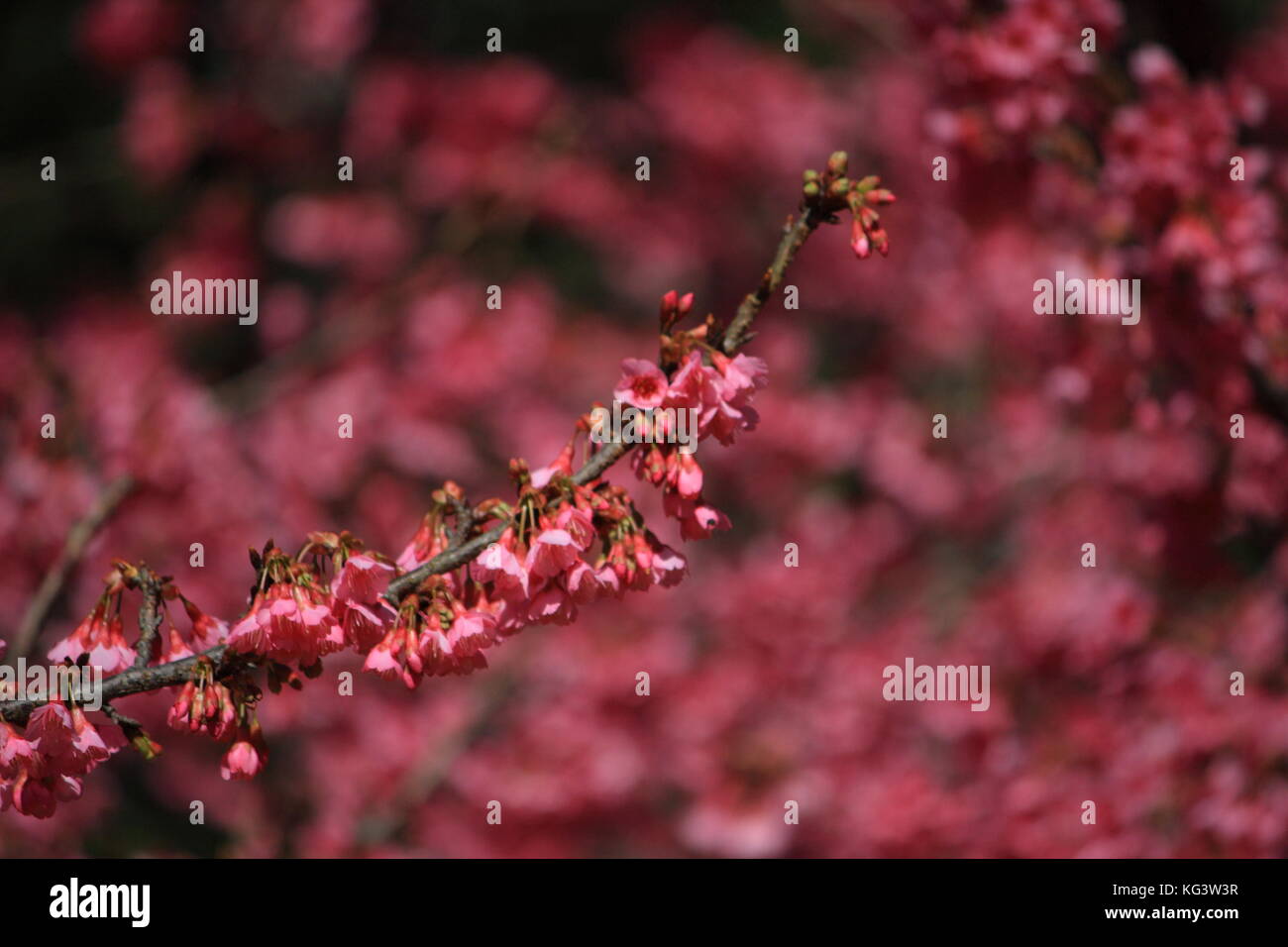 An ume tree hi-res stock photography and images - Alamy