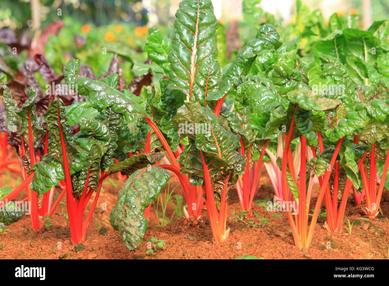 Swiss Chard. rainbow colors vegetable in a plantation Stock Photo - Alamy