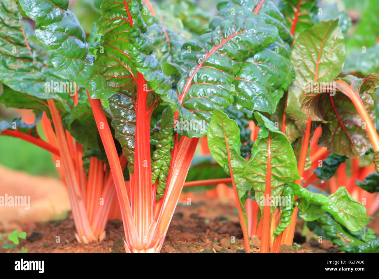 Swiss Chard. rainbow colors vegetable in a plantation Stock Photo - Alamy