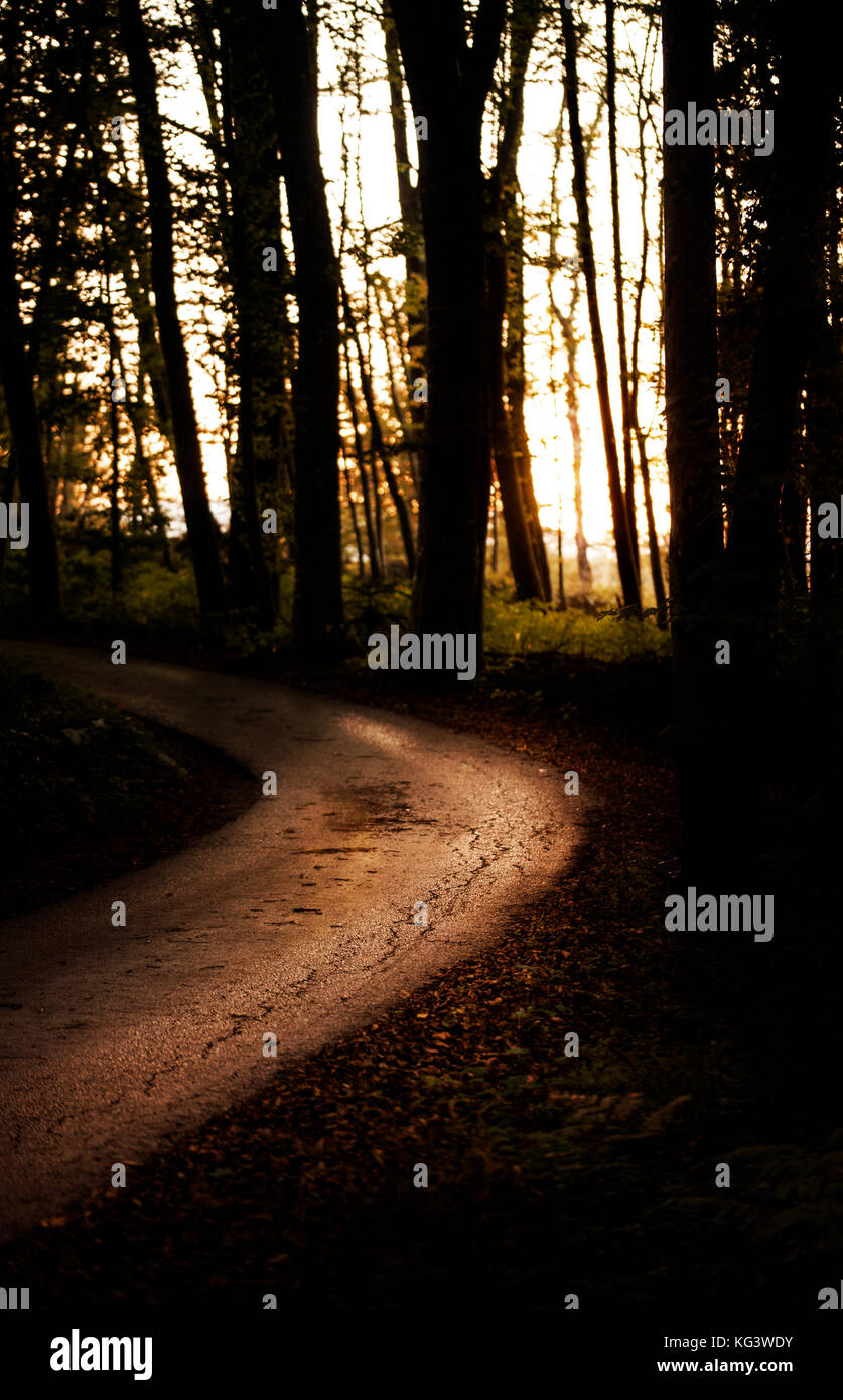 Road through the forest in low light time Stock Photo - Alamy