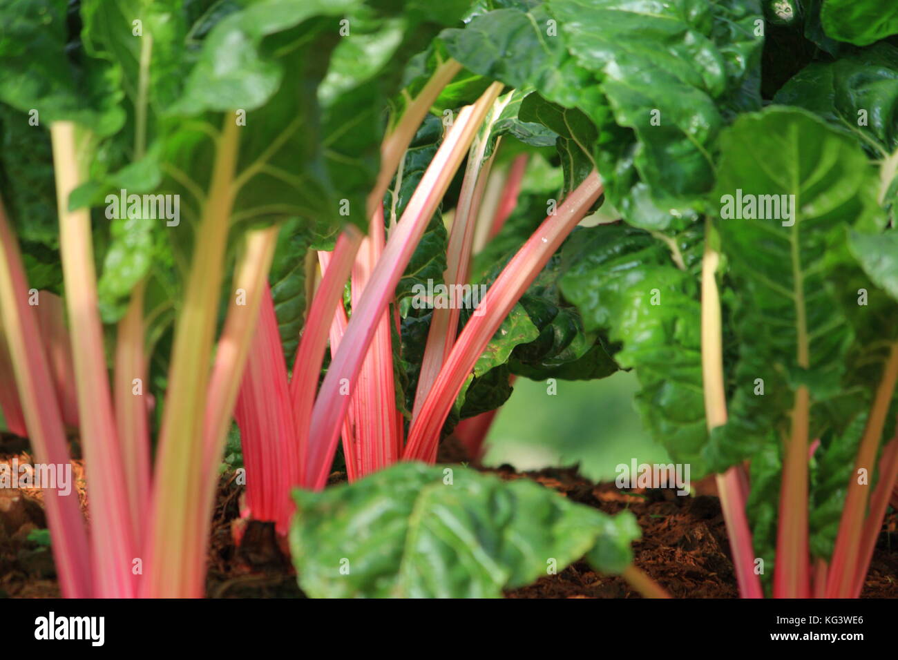 Swiss Chard. rainbow colors vegetable in a plantation Stock Photo - Alamy
