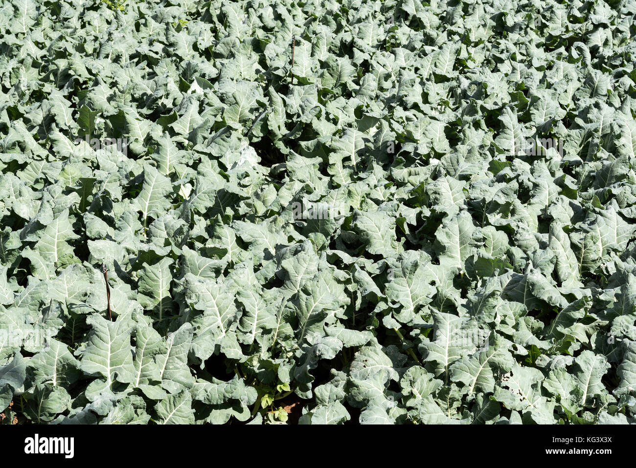 Vegetables growing in a field on the Lesithi plateau in Crete, Greece ...