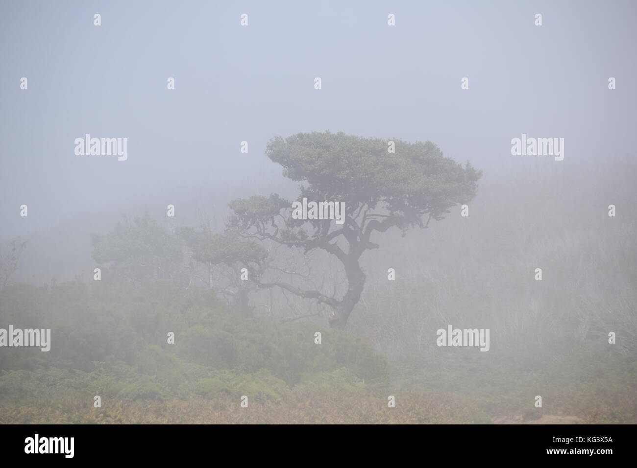Tree in the Fog Stock Photo - Alamy