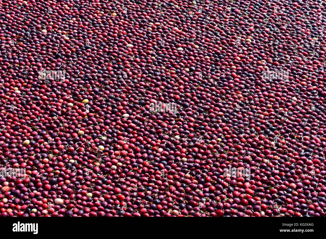 Cranberries floating on flooded bog for harvesting in Massachusetts ...