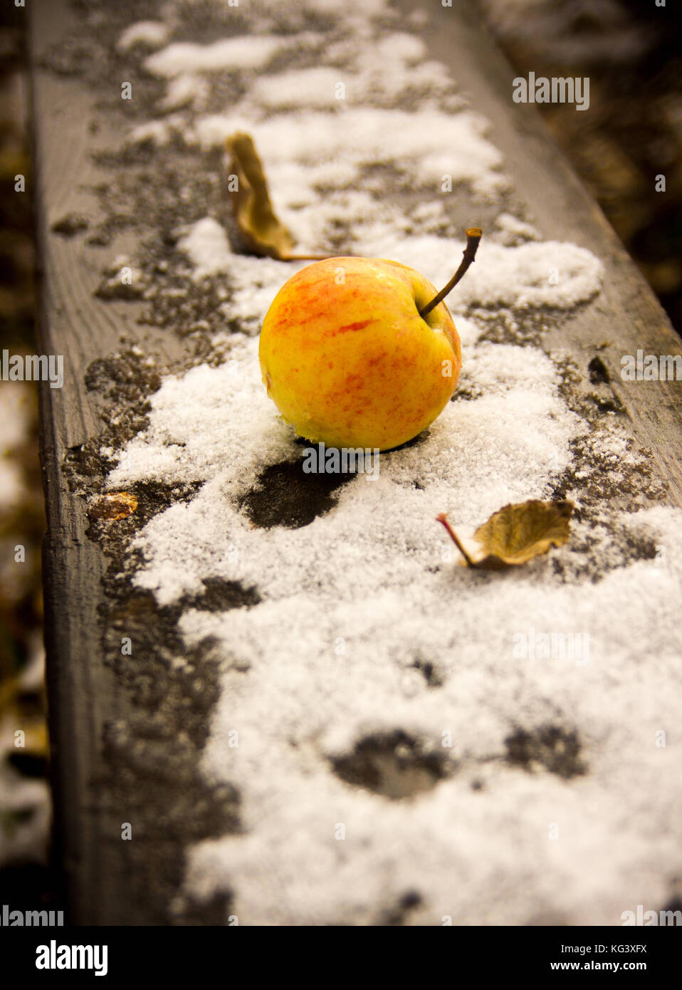 the last apple fell on the first October snow Stock Photo - Alamy