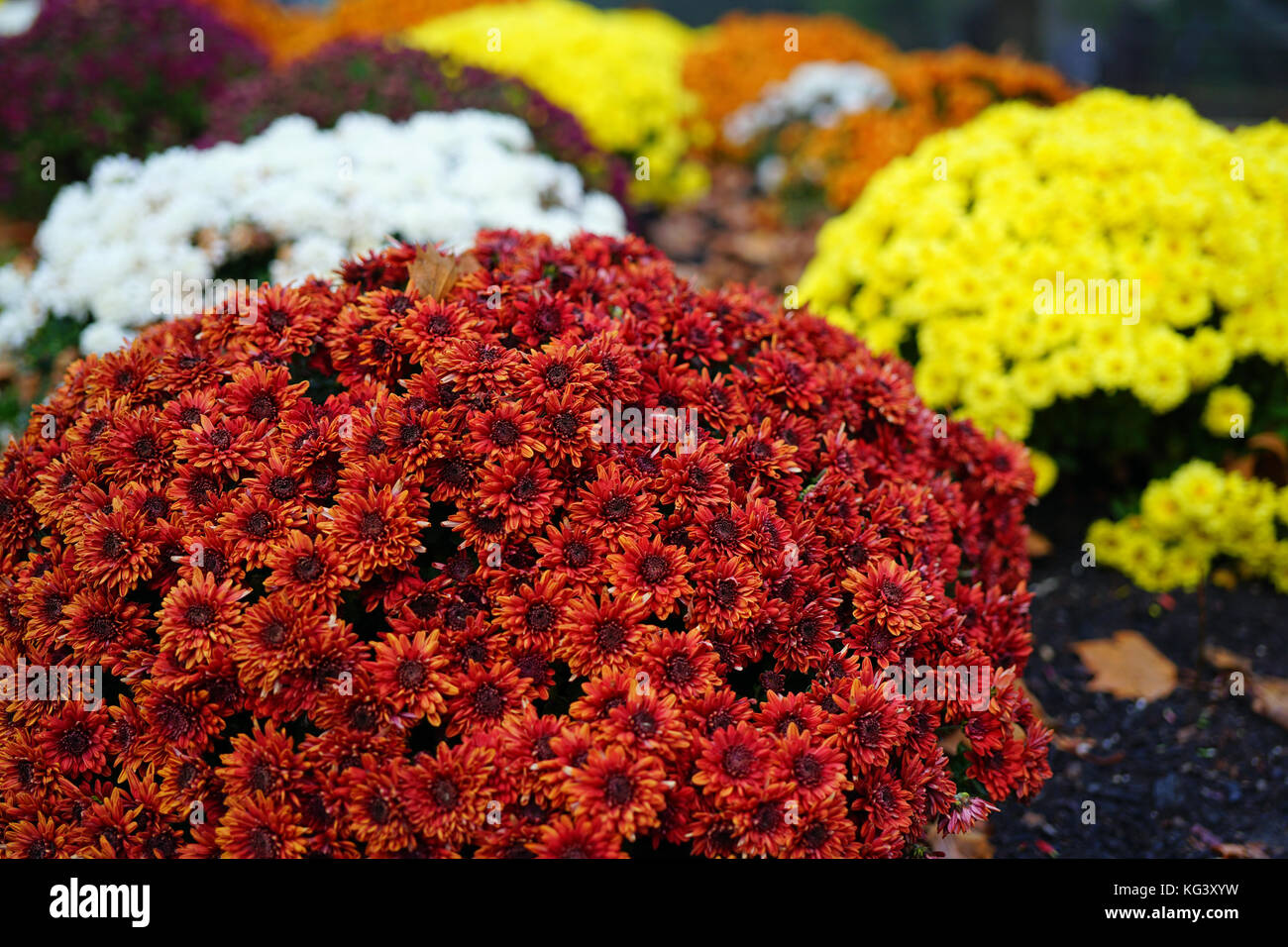 Colorful fall garden hi-res stock photography and images - Alamy