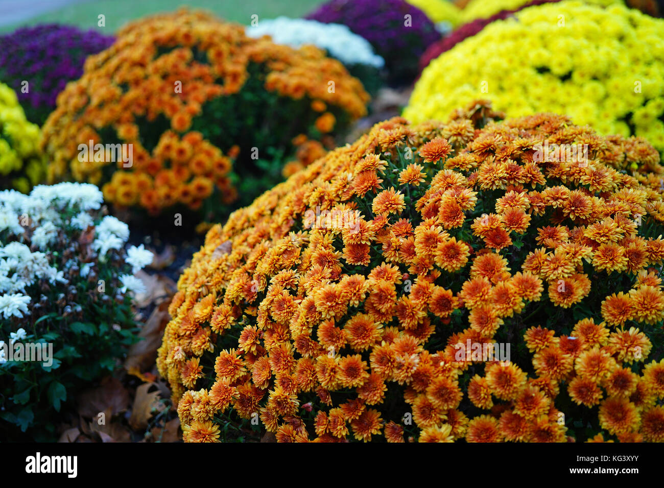 Colorful chrysanthemum flowers in the fall Stock Photo - Alamy