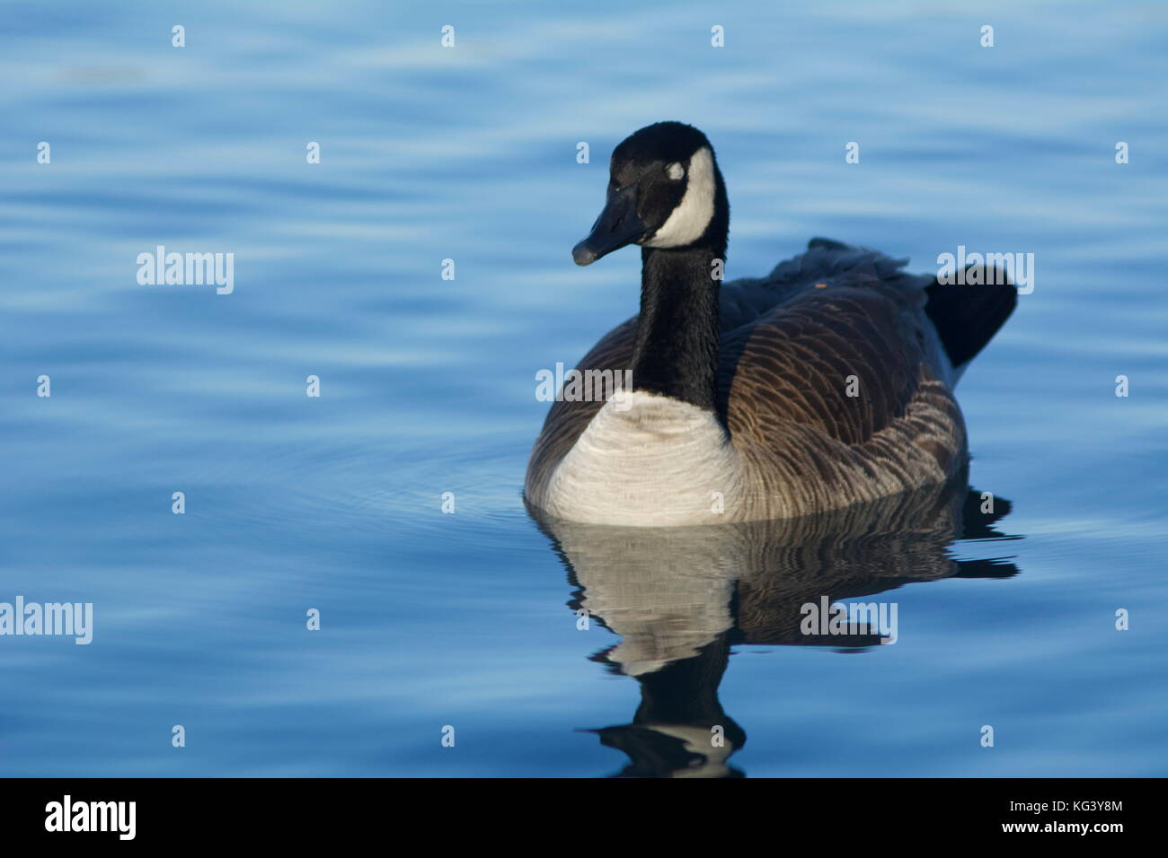 Sleeping goose hi-res stock photography and images - Alamy