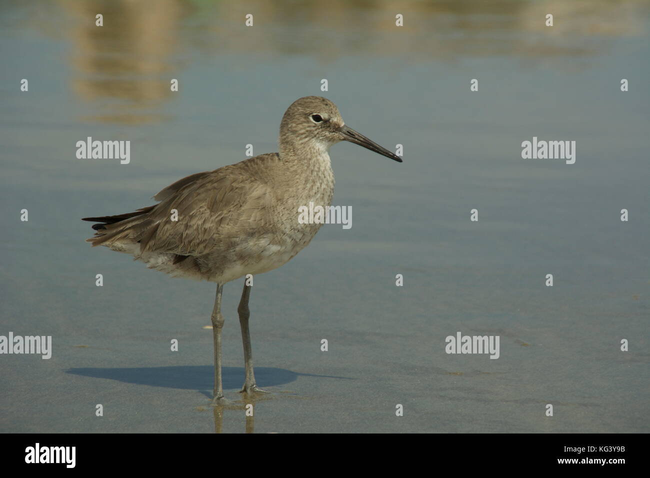 Willet bird hi-res stock photography and images - Alamy