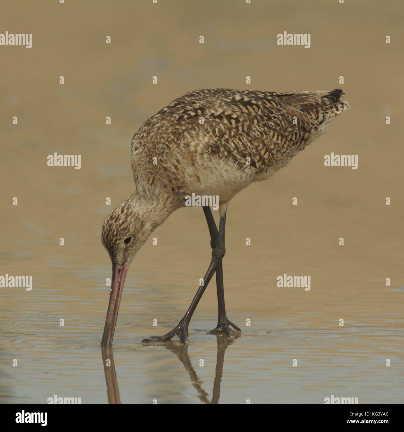 Marbled godwit at the beach hi-res stock photography and images - Alamy