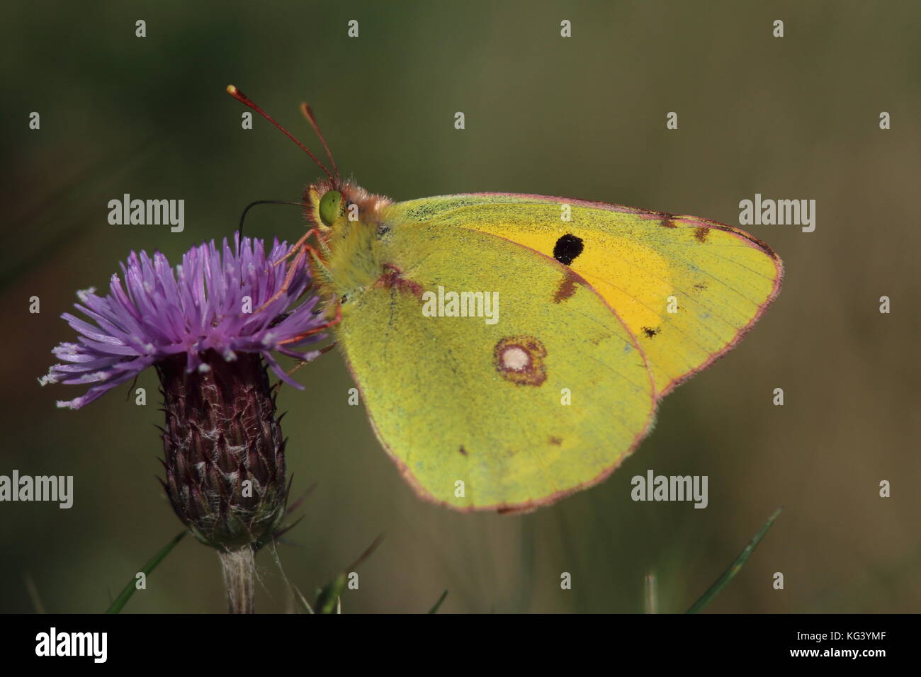 Clouded yellow butterfly uk hi-res stock photography and images - Alamy