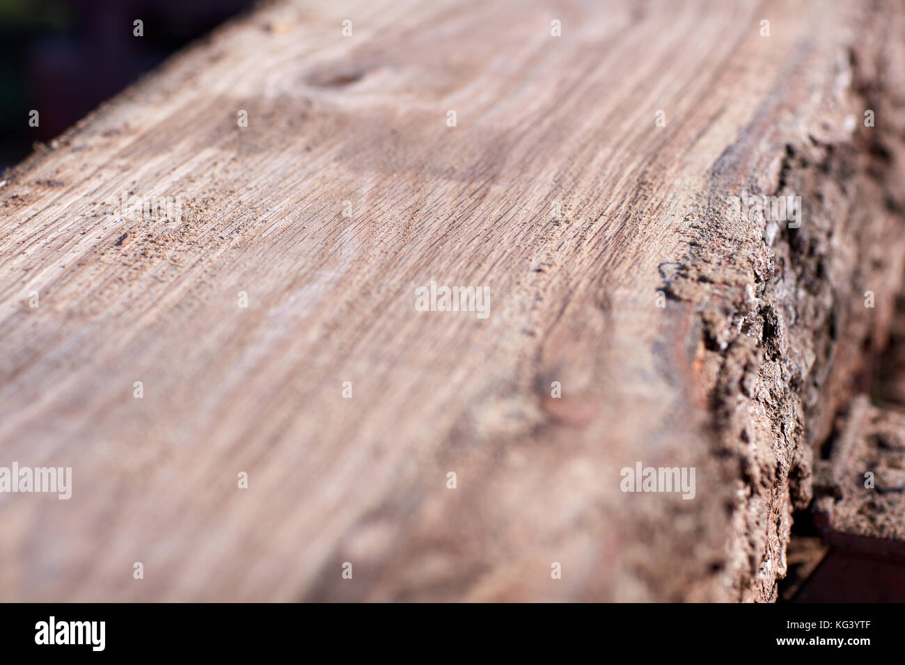Freshly sawed flat surface on a tree trunk with bark viewed at an ...
