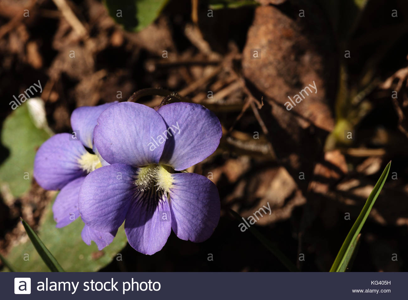 Common Blue Violet Stock Photos & Common Blue Violet Stock Images - Alamy