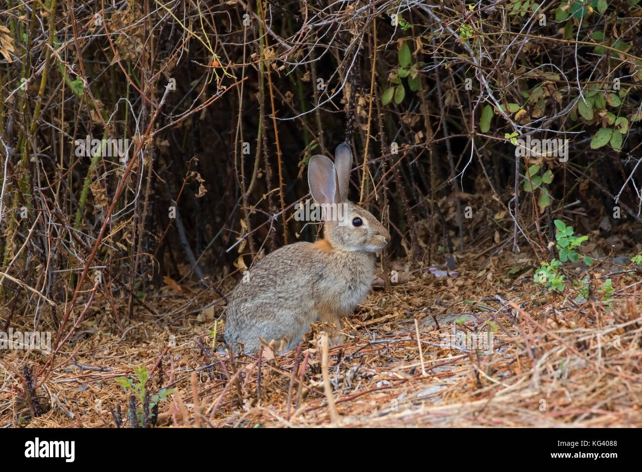 Rabbit at Los Angeles park Stock Photo - Alamy