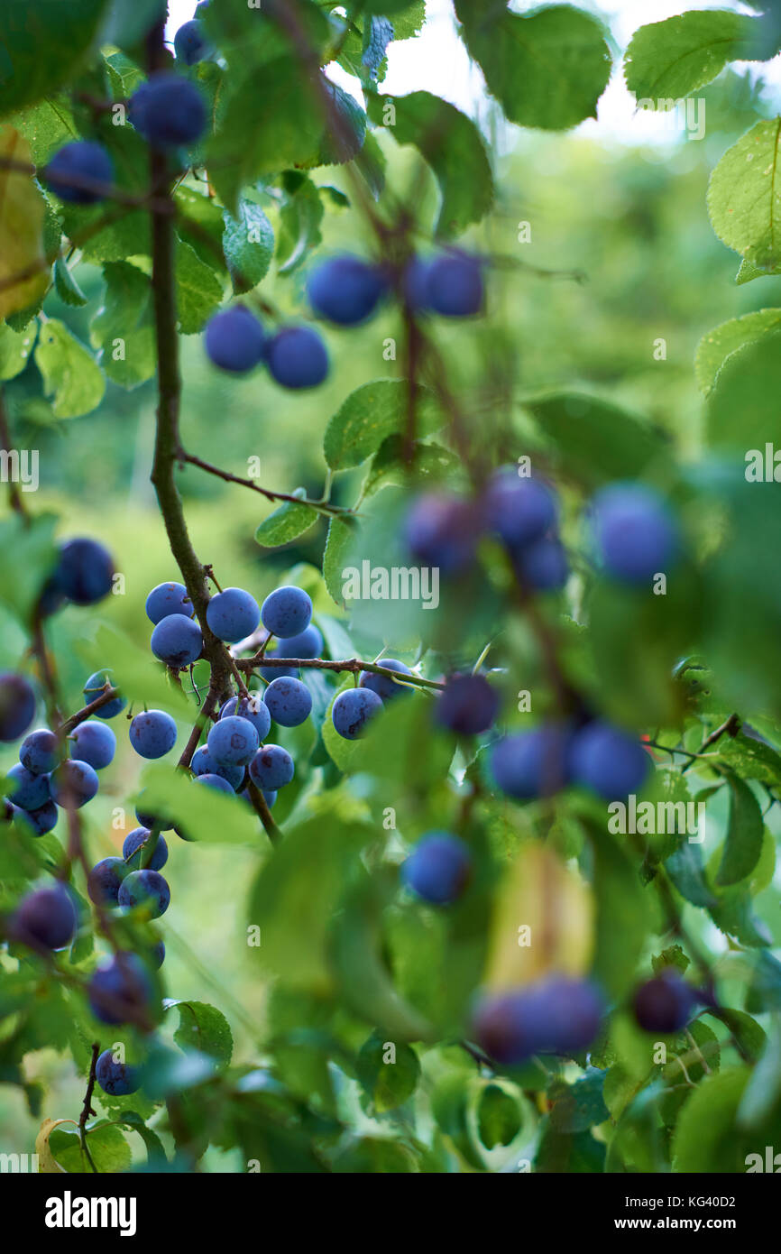 Blue berries hi-res stock photography and images - Alamy