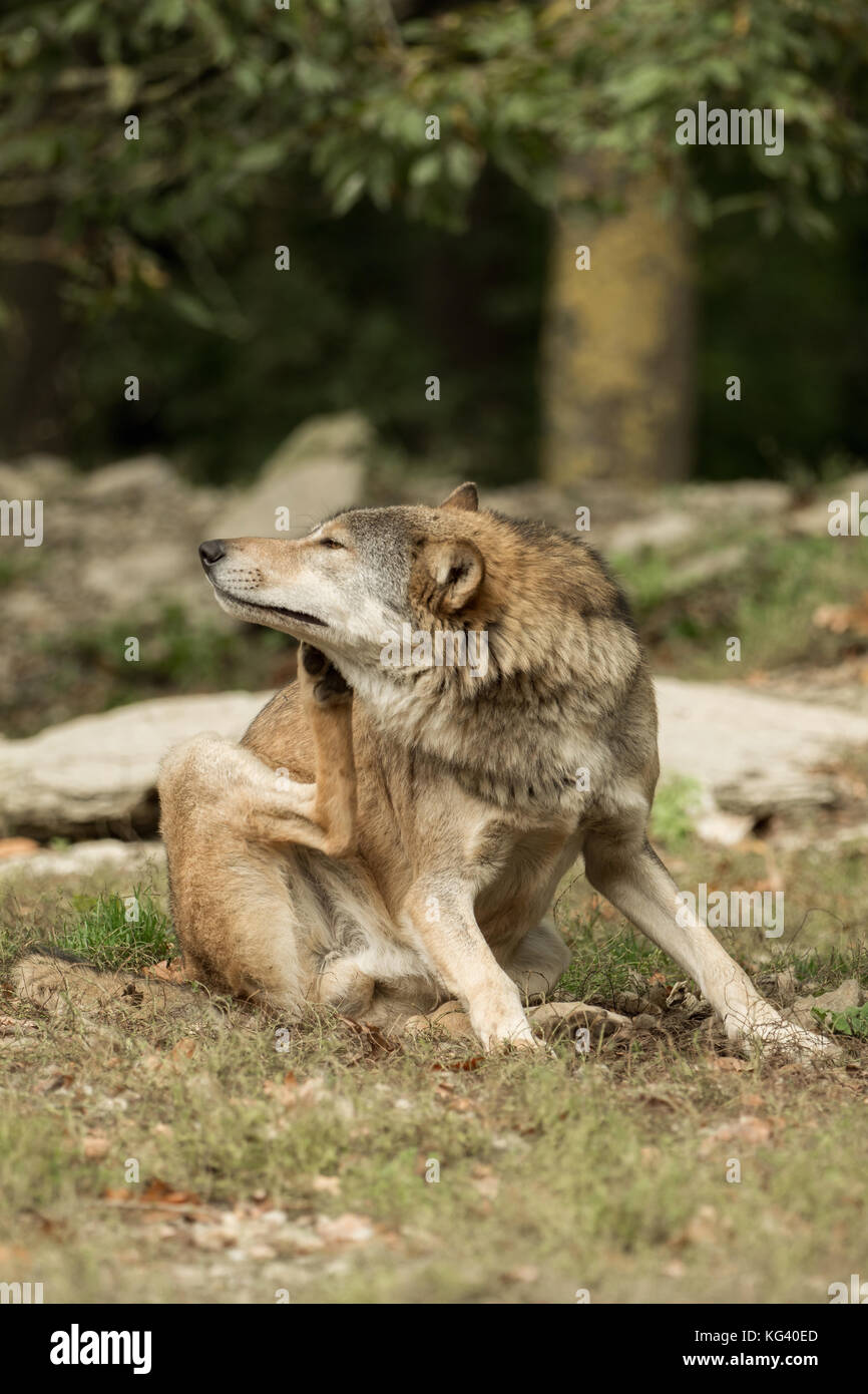 Sitting grey wolf hi-res stock photography and images - Alamy