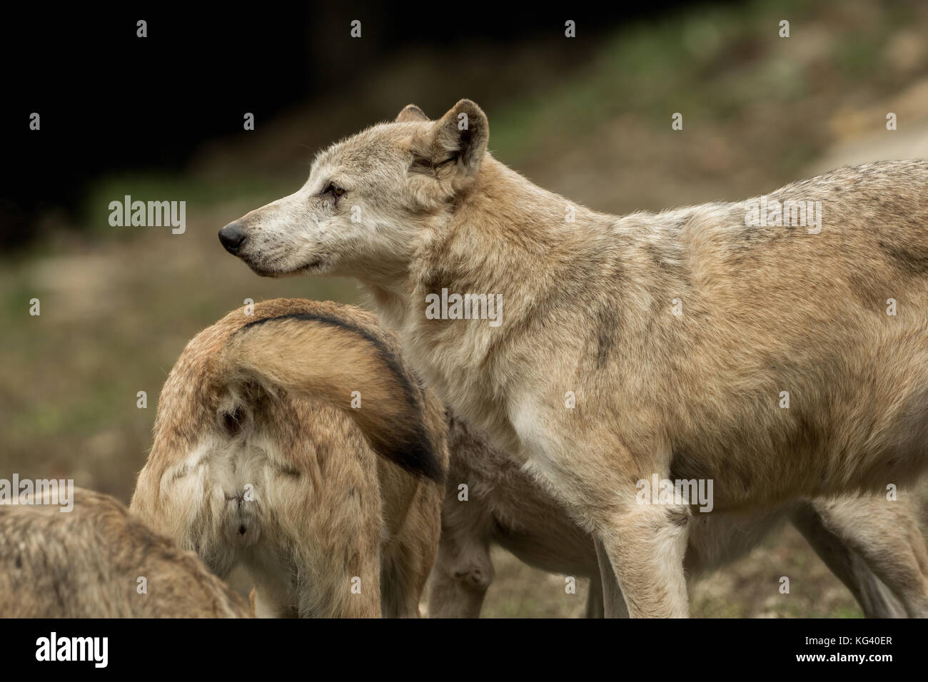 Pack of wolves hunting hi-res stock photography and images - Alamy