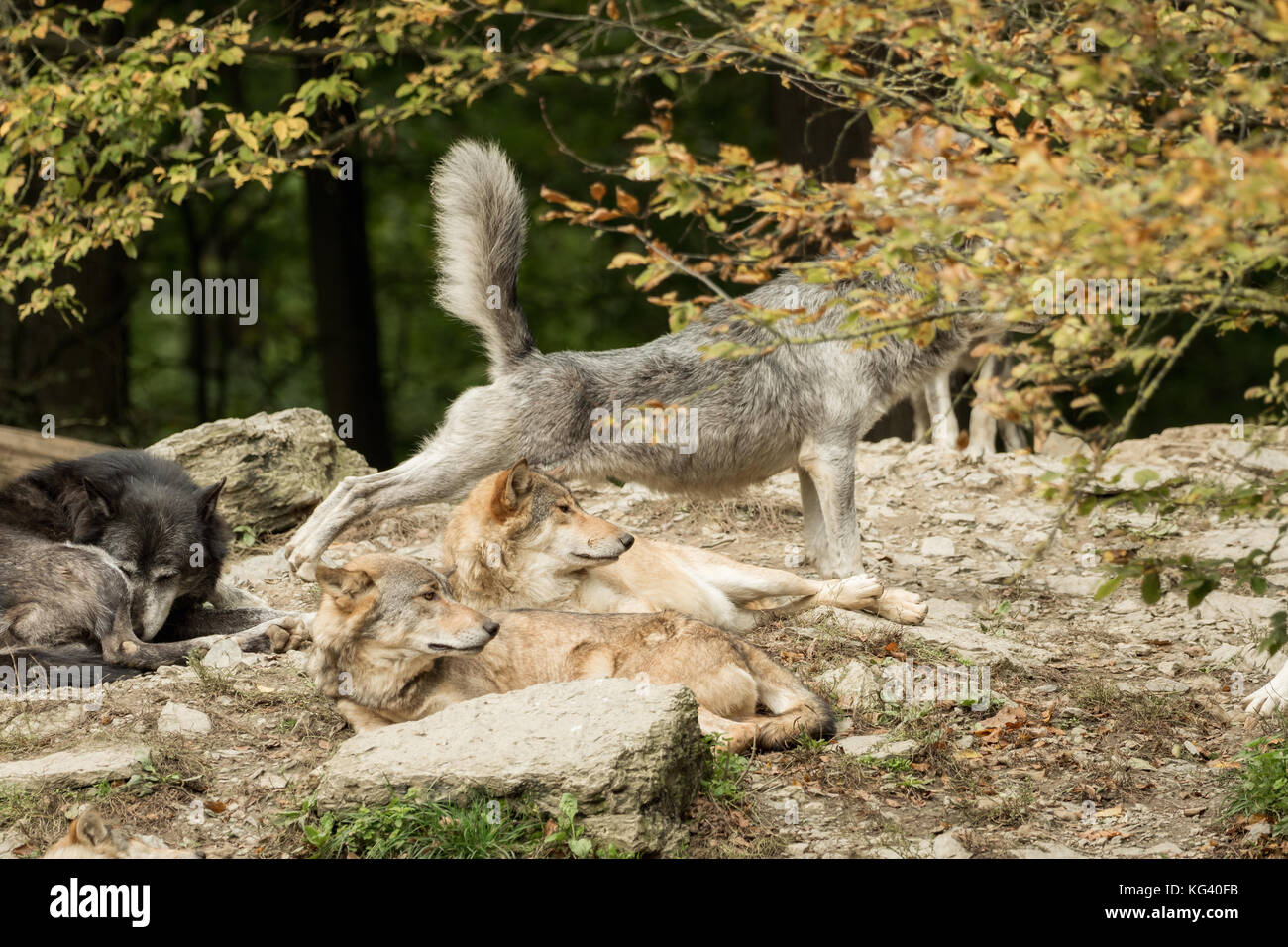 Grey wolf standing on rocks hi-res stock photography and images - Alamy