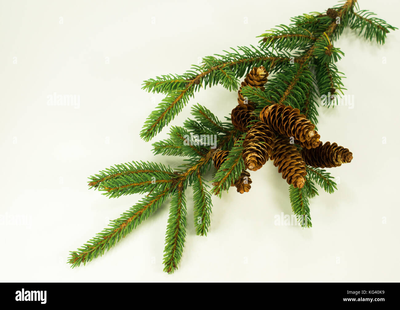 Spruce bough with pine cones still attached Stock Photo - Alamy