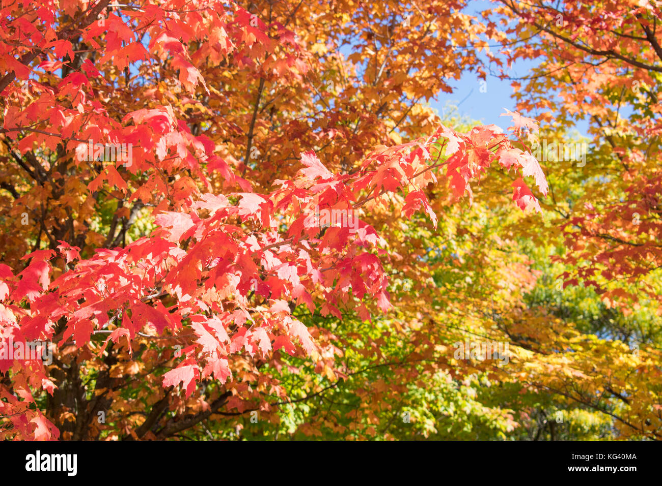 Trees in beautiful fall colors Stock Photo - Alamy