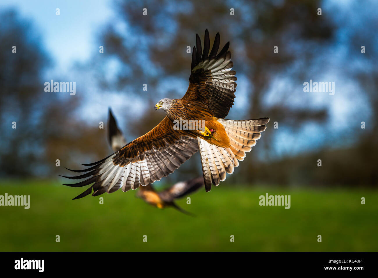 Red kite picture hi-res stock photography and images - Alamy