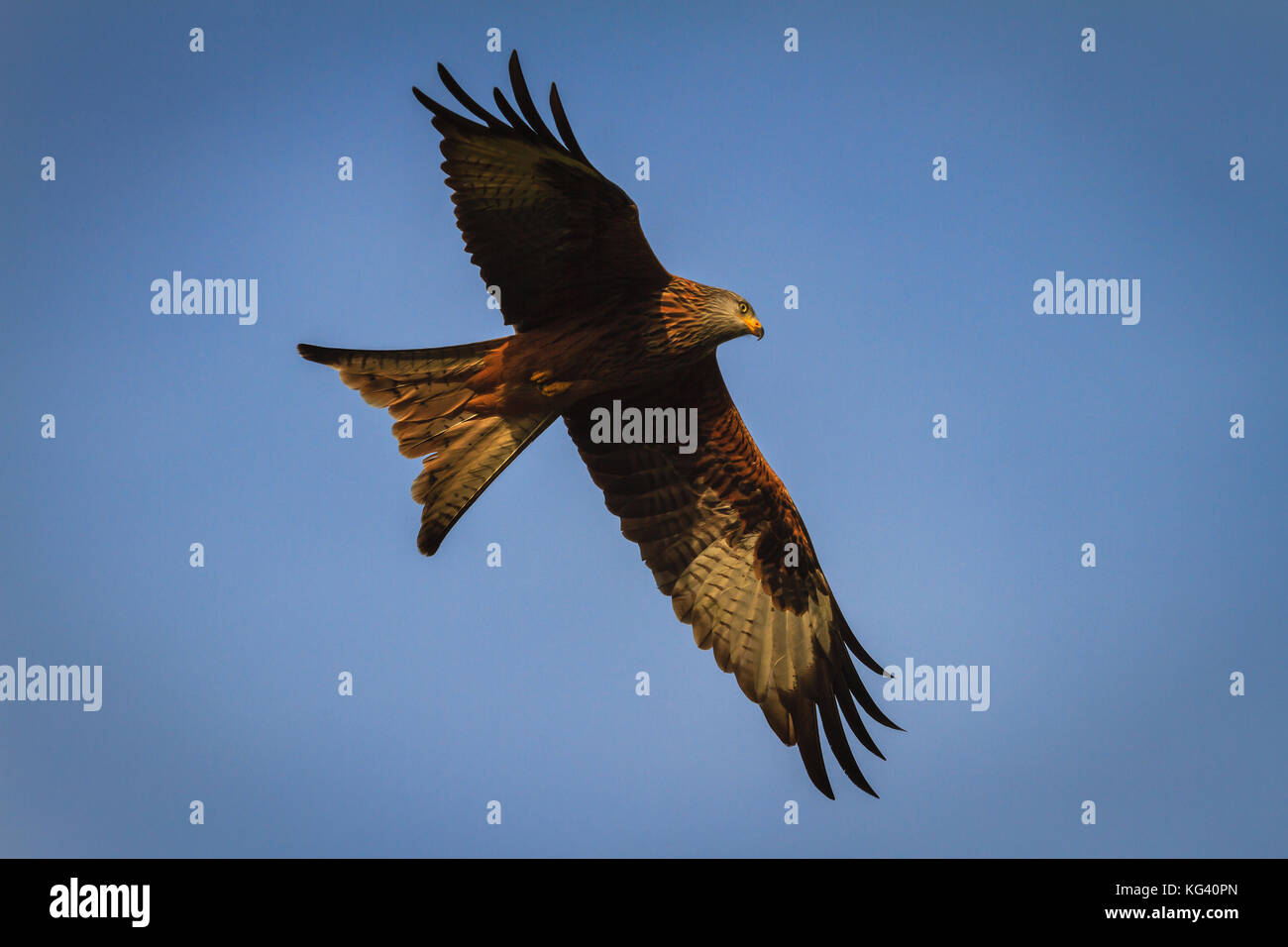 Kite bird in flight hi-res stock photography and images - Alamy