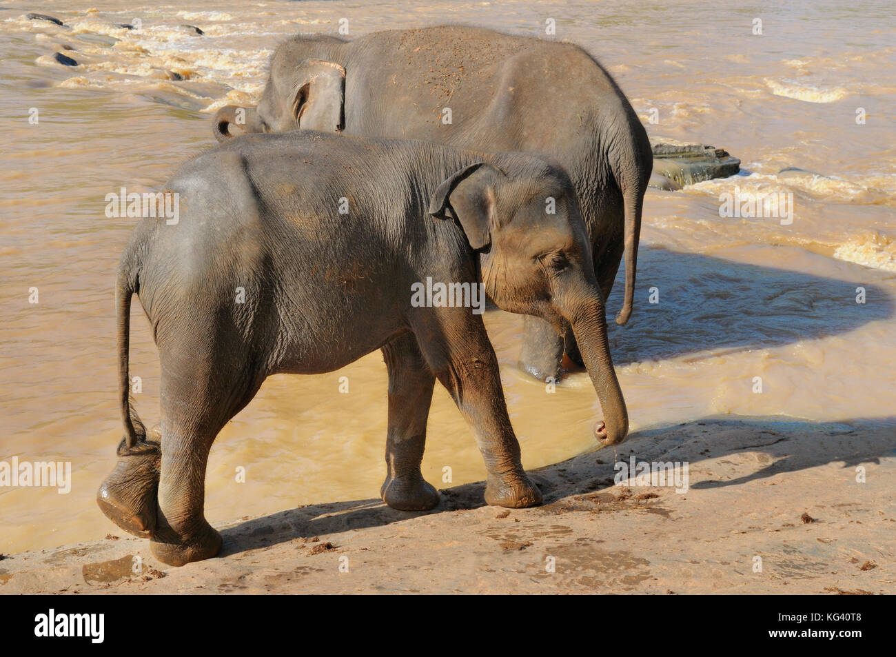 elephant calf in the wild Stock Photo - Alamy