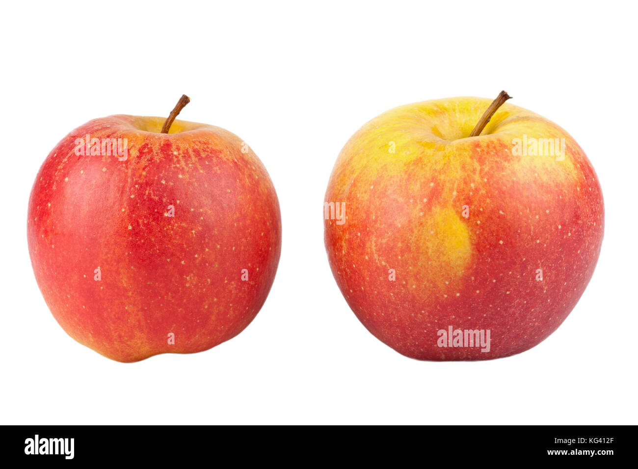 Two apples of a same sort isolated on white Stock Photo - Alamy