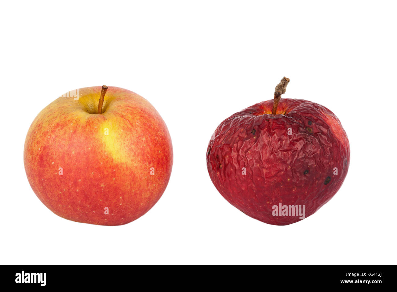 Fresh and old apple isolated on white background Stock Photo - Alamy