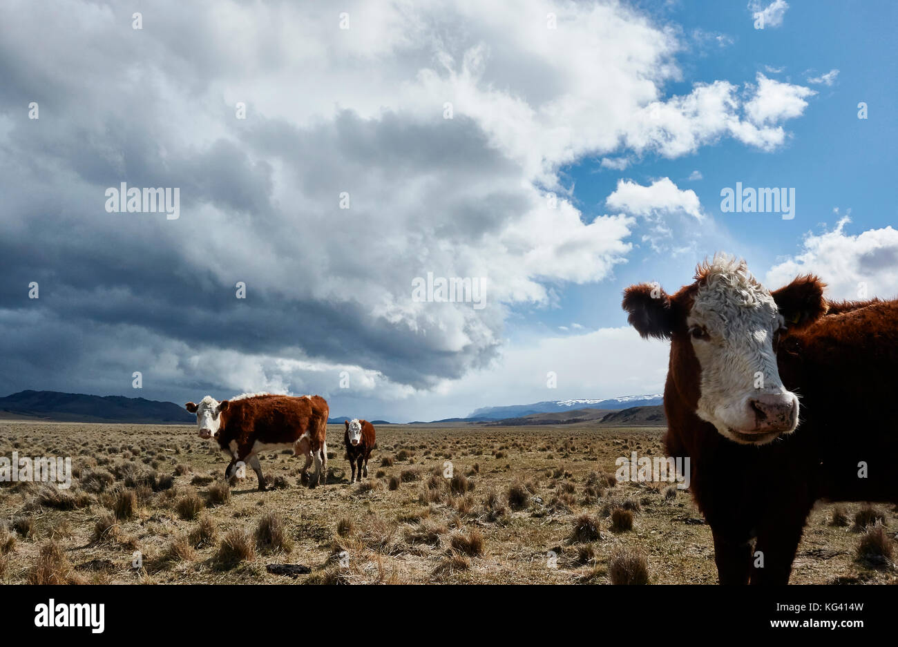 Farming in Patagonia Stock Photo - Alamy