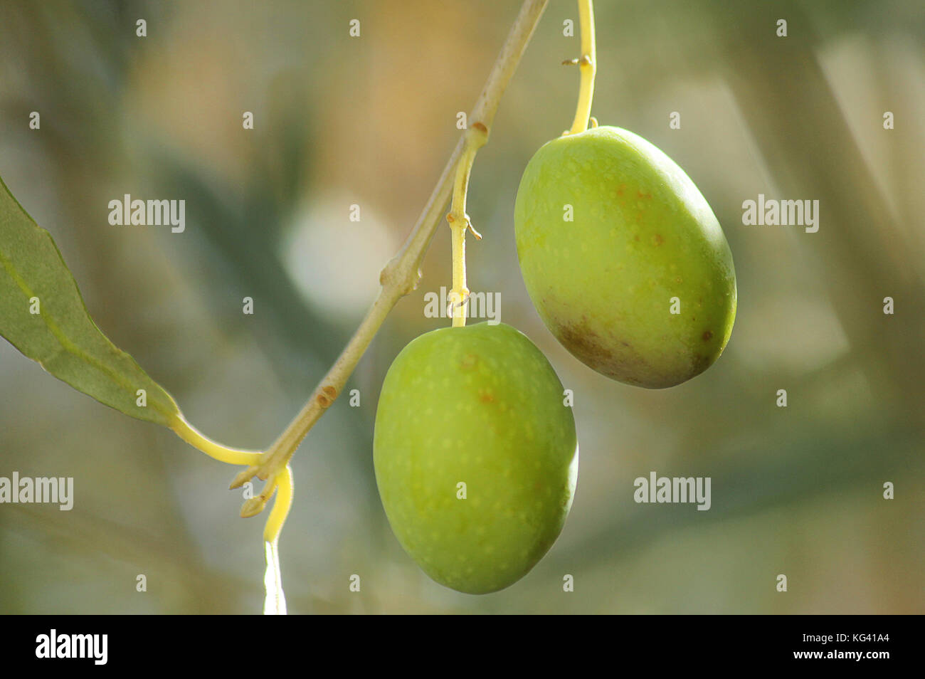 Green olives close up hi-res stock photography and images - Alamy