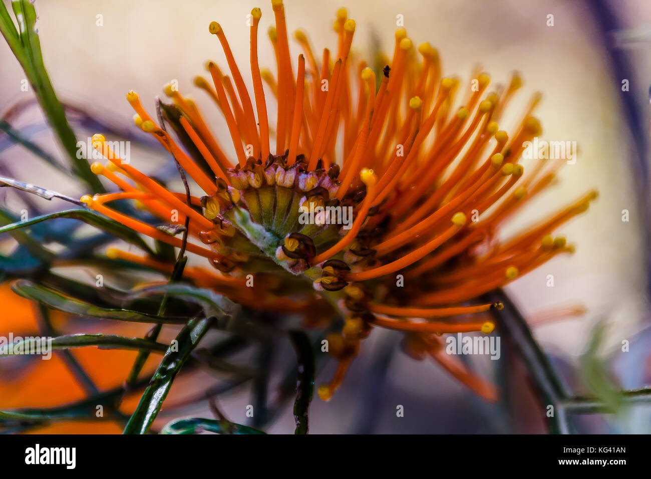 Grevillea grevillea sp hi-res stock photography and images - Alamy