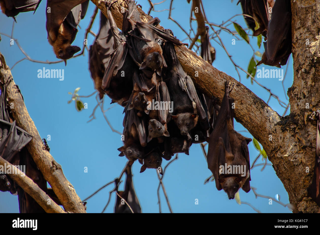 Black flying fox hi-res stock photography and images - Alamy