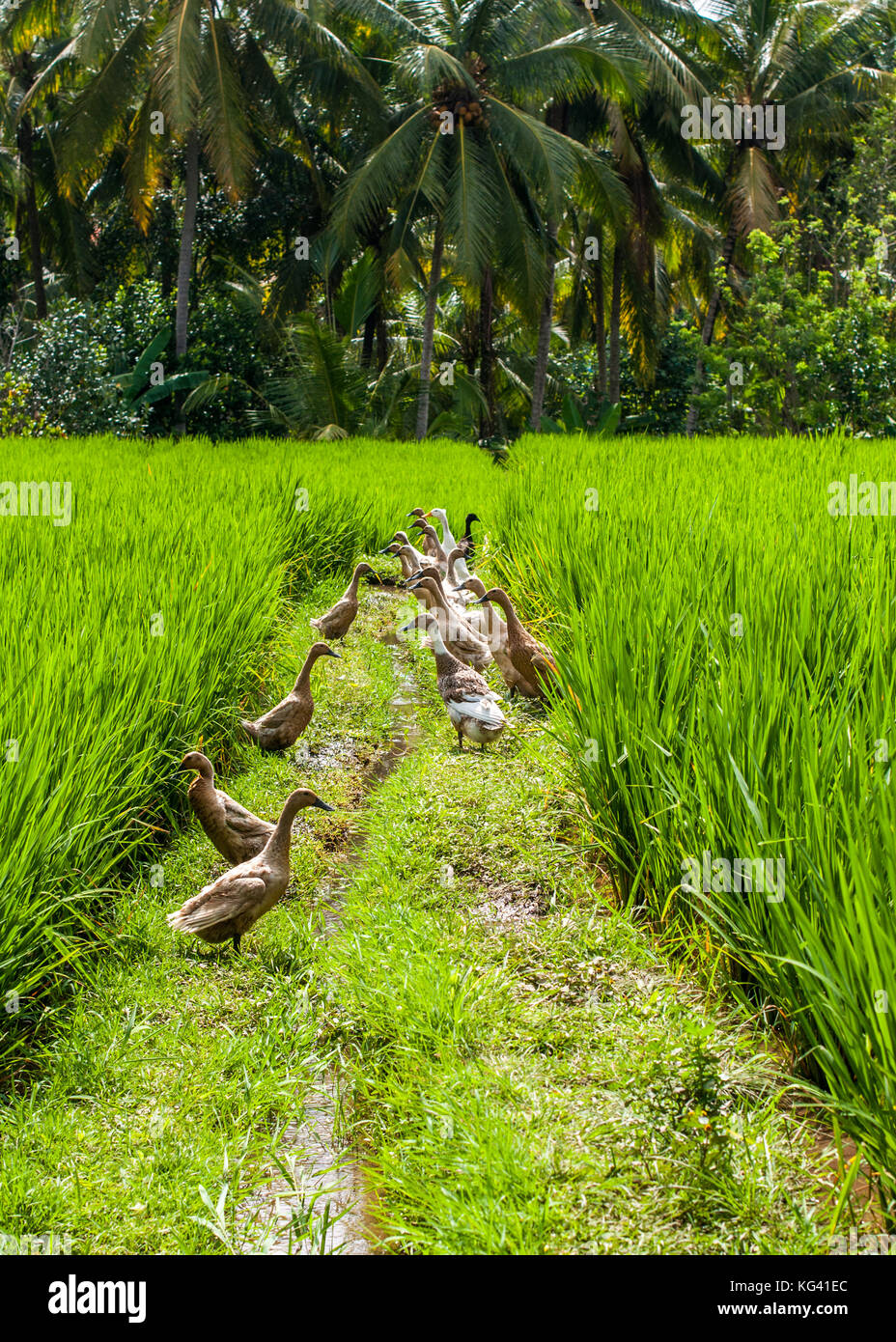 Ducks in rice field hi-res stock photography and images - Alamy