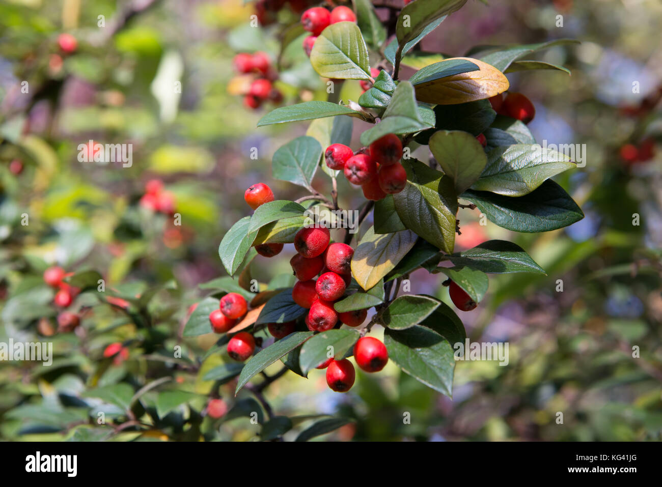 Decorative shrub hi-res stock photography and images - Alamy