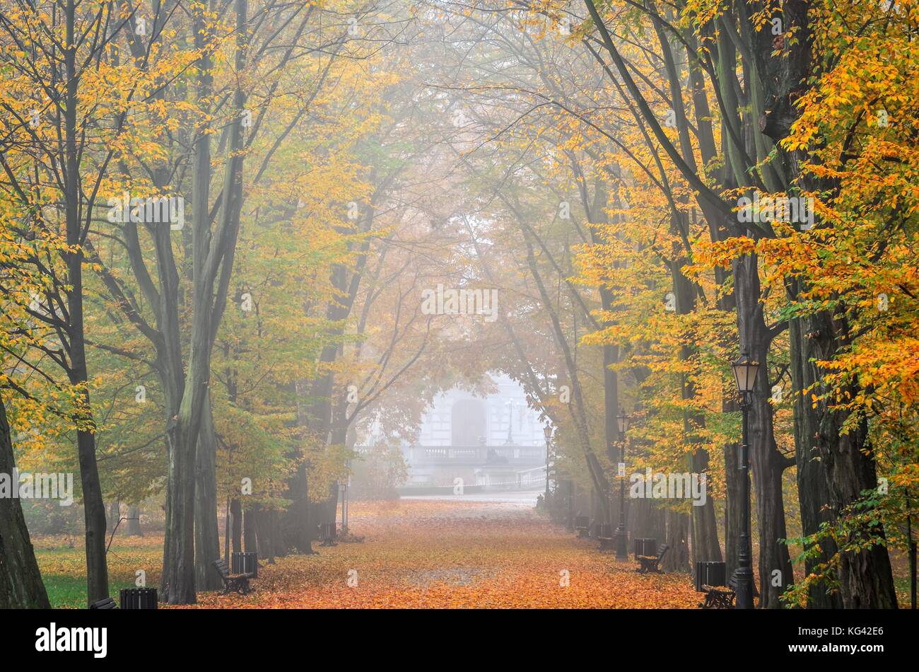 Beautiful autumn landscape. Walkway with autumn colored leaves in the ...